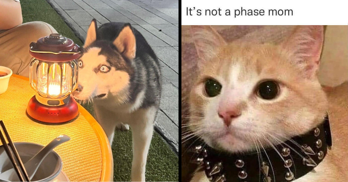 35+ Funniest Animal Memes For A Good Giggle During The Work Day Instead ...