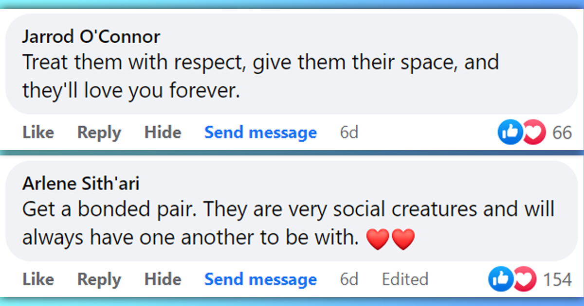 The Best Advice For First-Time Cat Owners Straight From The Most ...