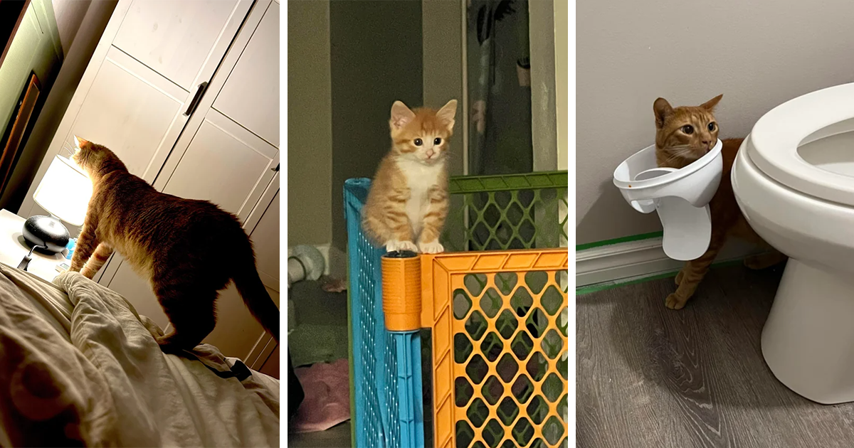 Photos That Prove That Orange Cats Have Only 1 Braincell (Collectively ...