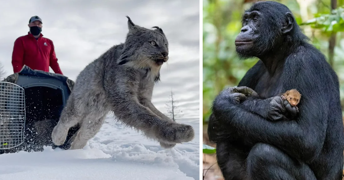 Top 20 Most Awesome Animal Images From Every Corner Of The Animal ...