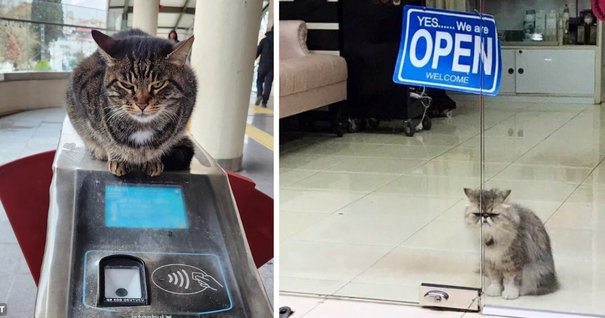 A Tuna-Catered Business Lunch Full Of Hilarious Hardworking Cats That ...