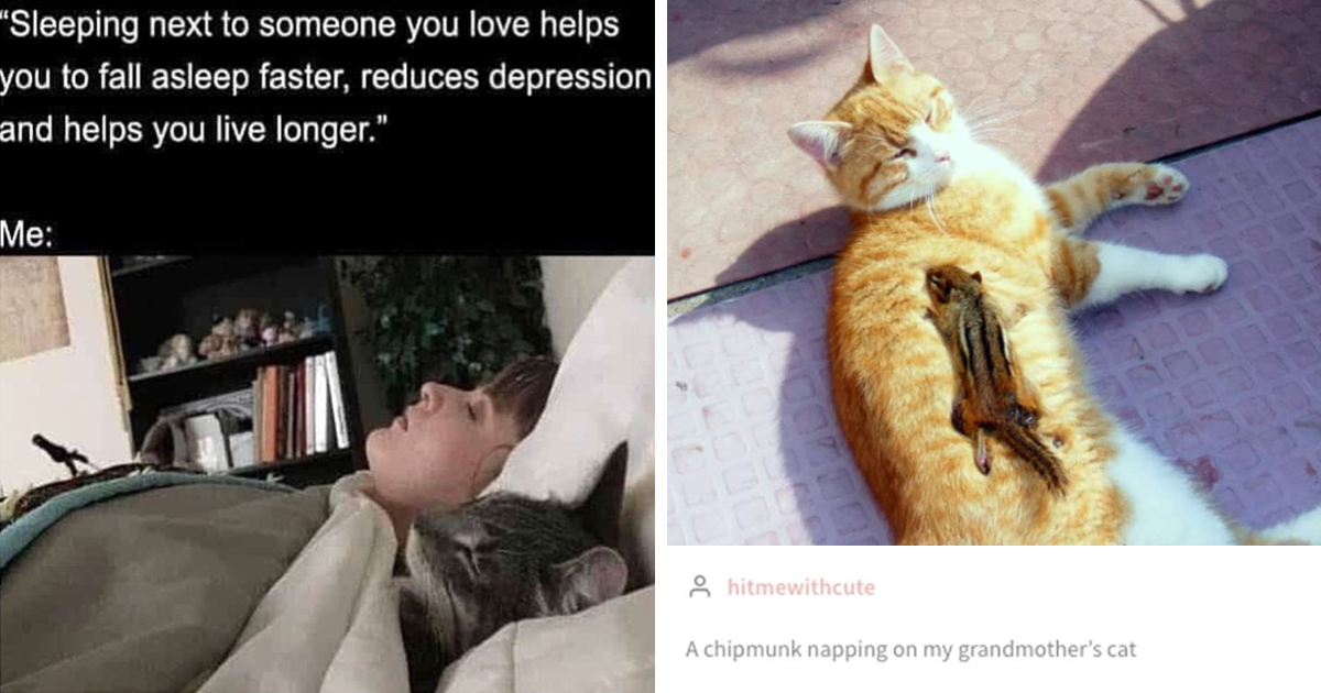 Floating Into The Weekend On A Cloud Of Wholesome And Pawsitive Cat ...