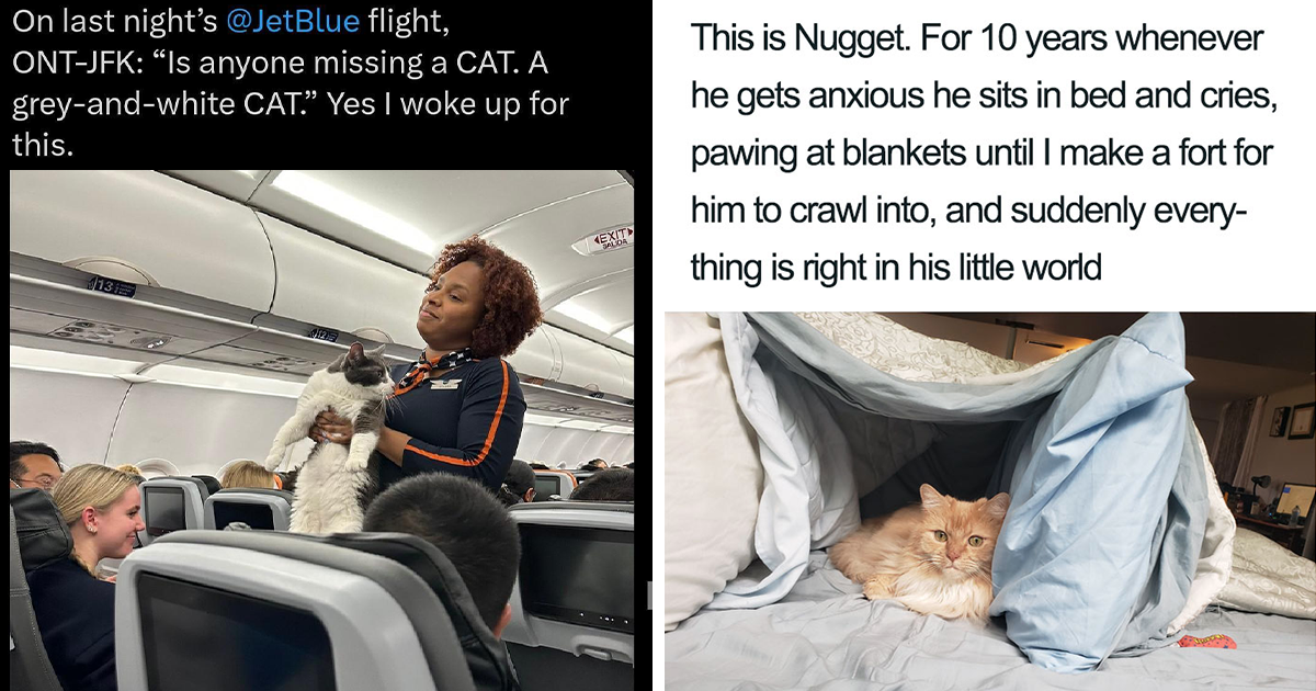 Starting Caturday On The Right Paw With The Best And Funniest Cat Memes ...