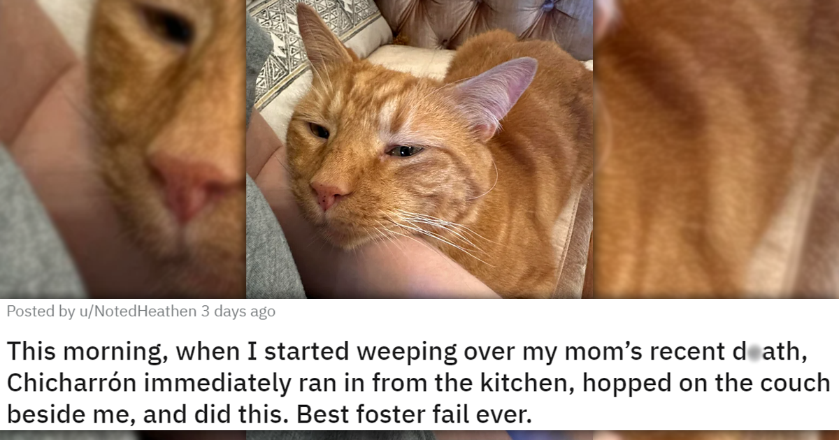 Cat Medley: The Cutest, Funniest And Most Catalicious Posts Of The Week ...