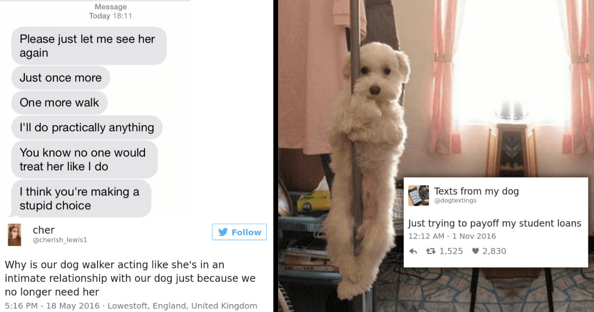 35+ Laugh Out Loud Doggo Tweets That Tickle Your Funny Bone And Then ...