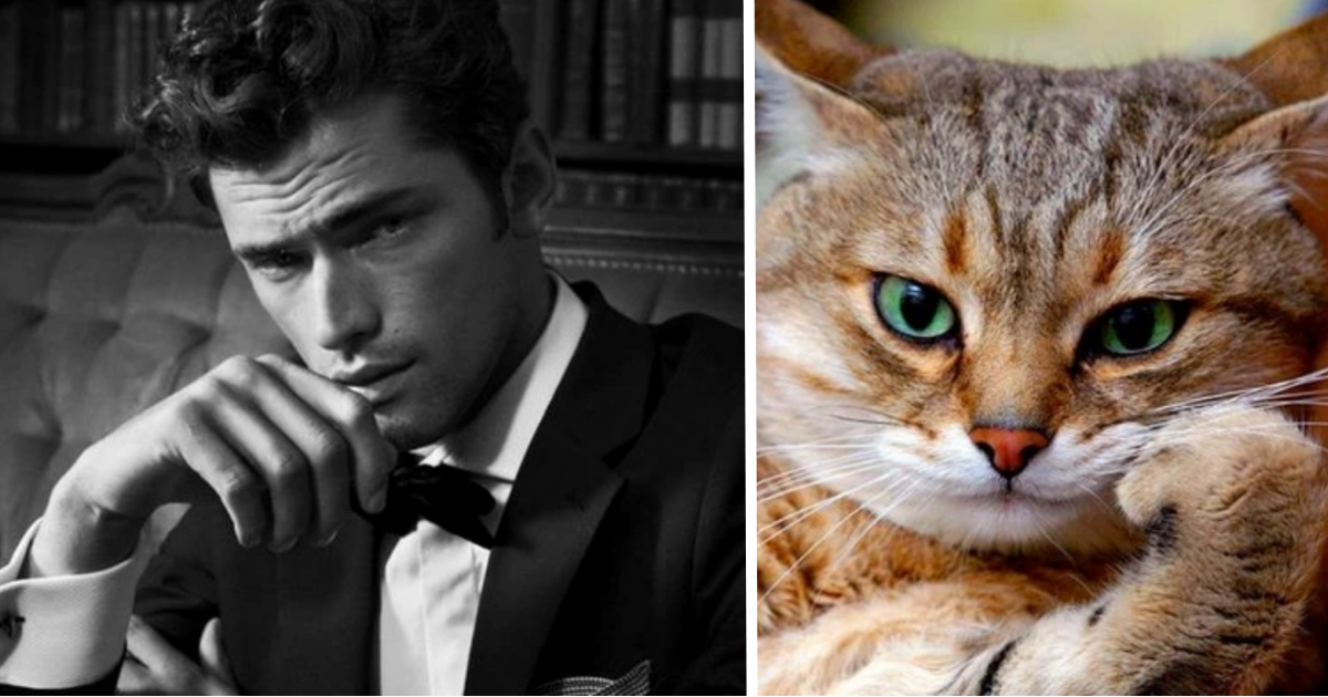 22 Im-purr-essively Majestic Cats That Are More Fabulous Than These ...
