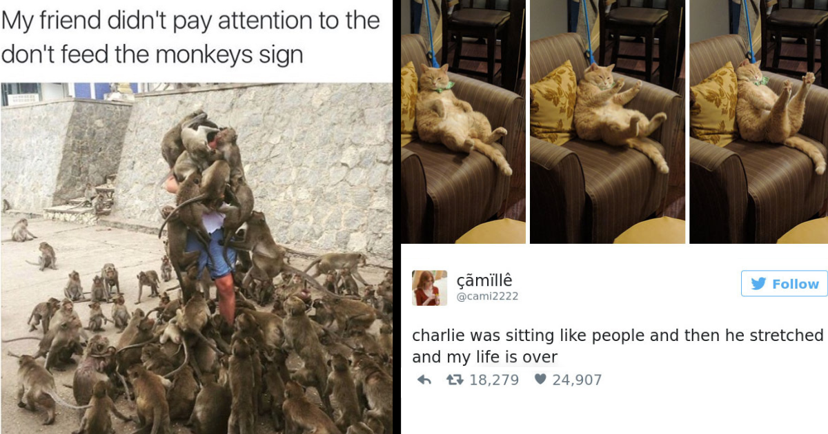 35+ Hilarious Animal Memes To Help You Giggle Your Way Out Of The ...