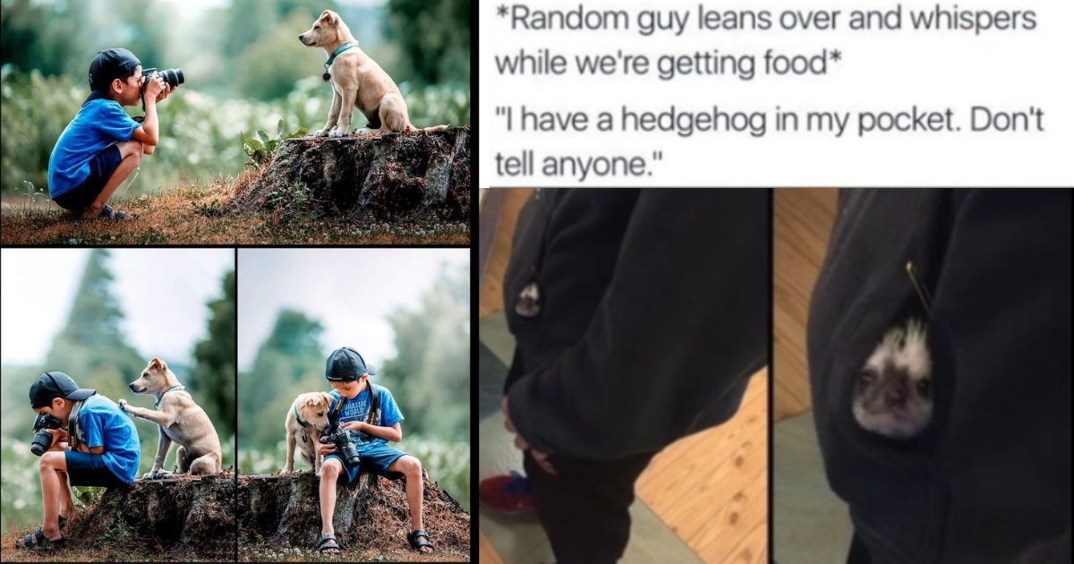 35+ Wholesome And Uplifting Animal Pics And Memes To Walk Into The ...