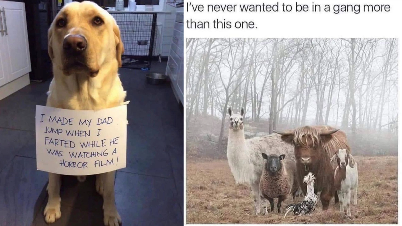 Wholesome Mid-Week Memes From The Animal Kingdom To Get You Over The Hump - Animal Comedy ...