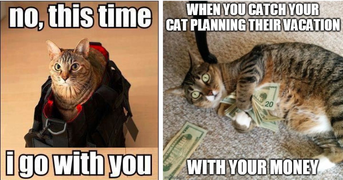 Traveling Tabby: 30 Adorable Cat Memes For The Worn Out Folks Ready For ...