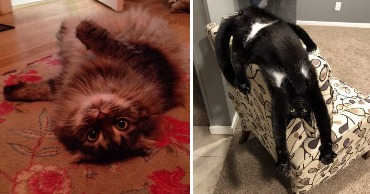 28 Adorable Upside Down Cats Living On The Flip Side And Looking At ...