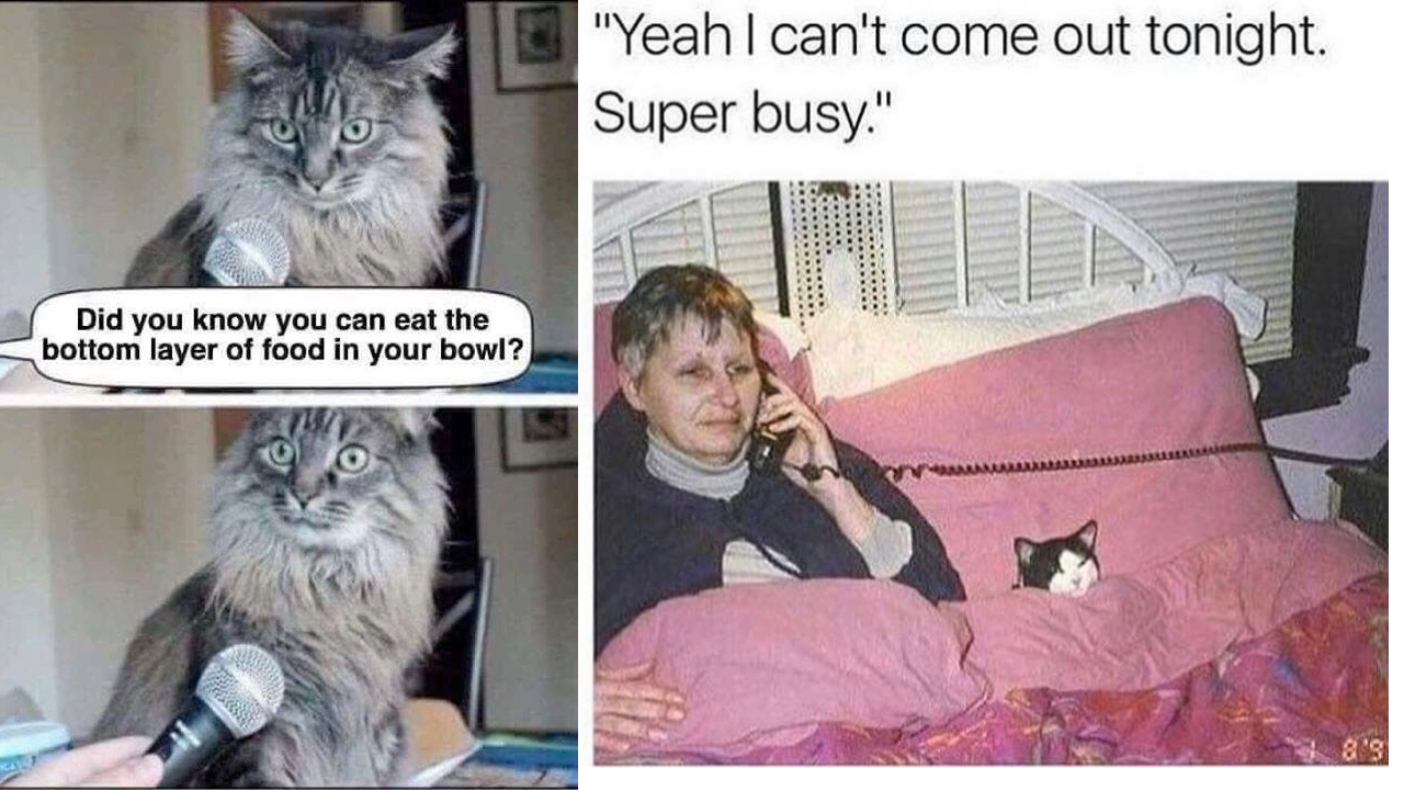 That Feisty Friyay Feline: Spicy Cat Memes To Kick Off Your Weekend - I Can Has Cheezburger?