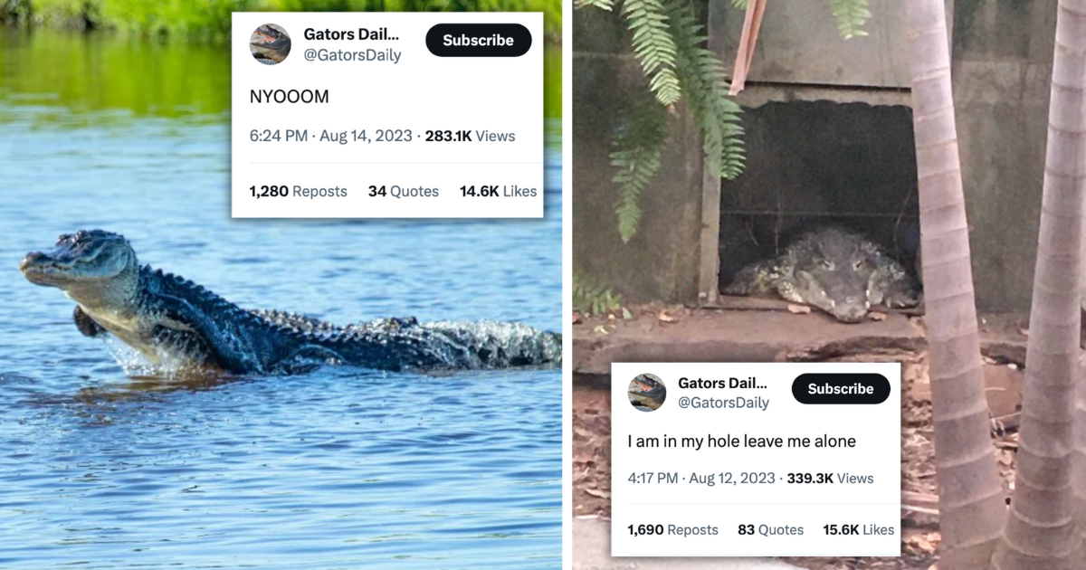 24 Giggle-Worthy 'Gator Tweets That Replace Dogs As The Goofiest Animal ...