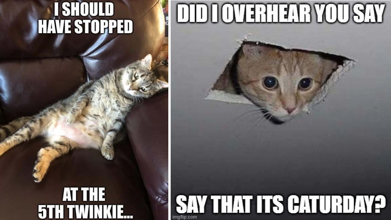 Catastic Caturday Memes: Celebrating The Weekend With The Catiest Feline Memes Of The Week - I ...