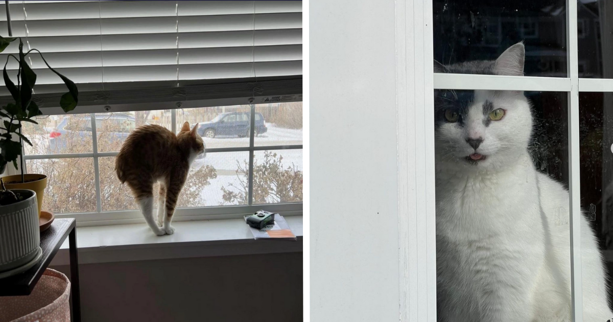 Just Window Shopping: 28 Cute Cats Chilling In Windows Being Simply Silly And Adorable - I Can ...