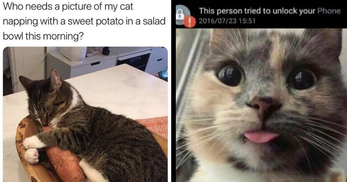 Fancy Feast of Feline Feel-Goods That'll Fill Your Heart With Fuzzies ...