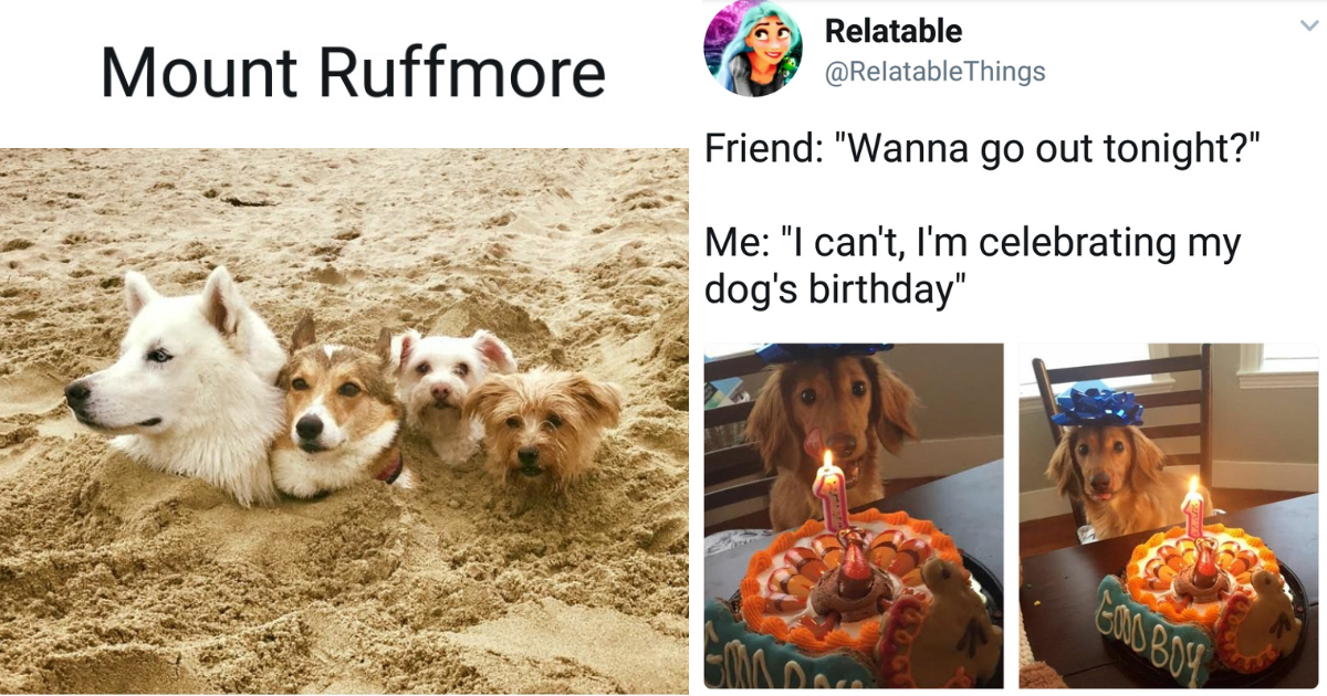 A Collection Of Cute Canine Comedy Packed With Wholesome Weekend Vibes ...