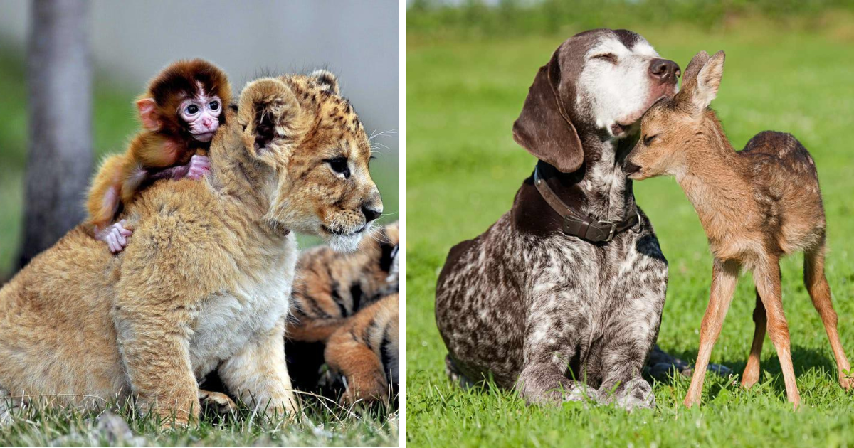 24 Pics Of Adorable Animal Friendships Full Of Mood-Boosting Goodness ...