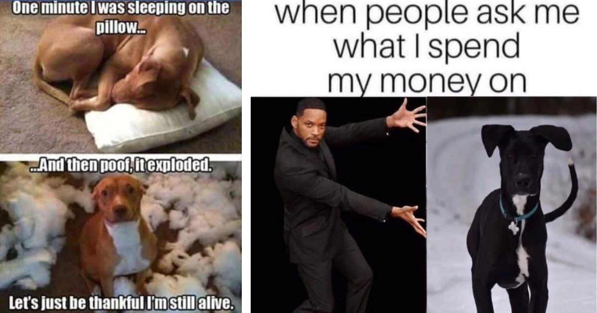 23 Good Boy Dog Memes to Make Your Sunday Brighter (August 20, 2023 ...