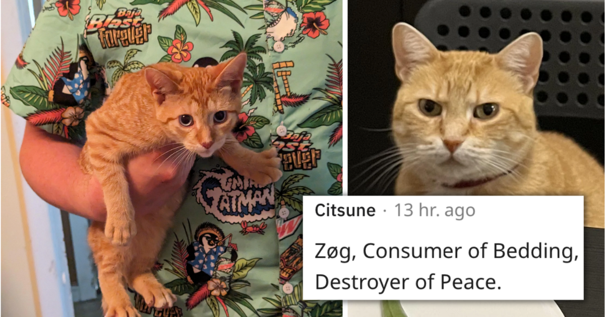 Orange Cat Catastrophe: A Hilarious Story Of Couple Adopting An Orange ...
