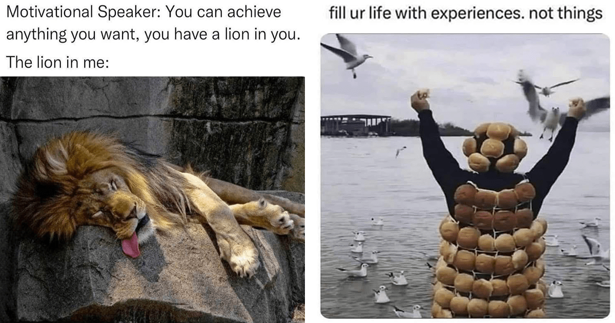 Rise And Shine With The Funniest Animal Memes Of The Week (August 20 ...