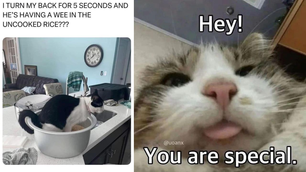Wholesome Tranquil Tuesday Cat Memes With A Dash Of Spice: The Purrfect ...