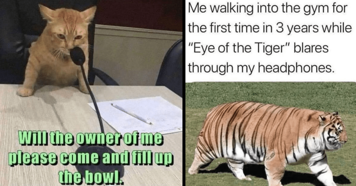 A Tuesday-Sized Truckload Of Funny Cat Memes To Give You A Healthy Dose ...