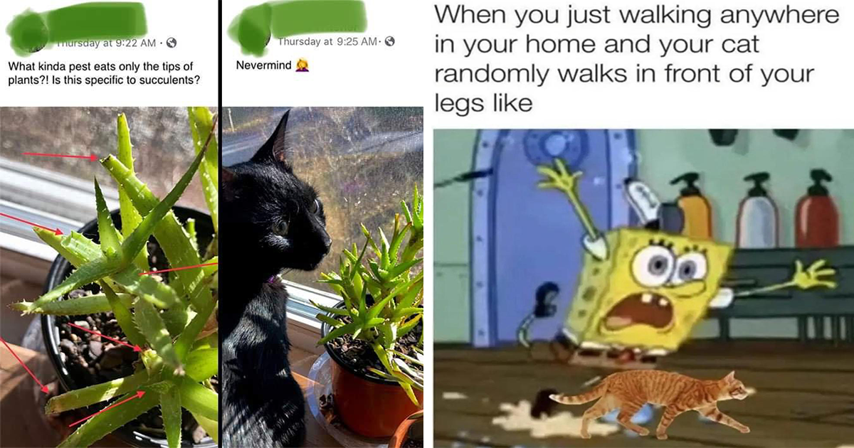 Mid-Week Pick Me Up: Fabulous Feline Memes For Every Cat Person Who's ...