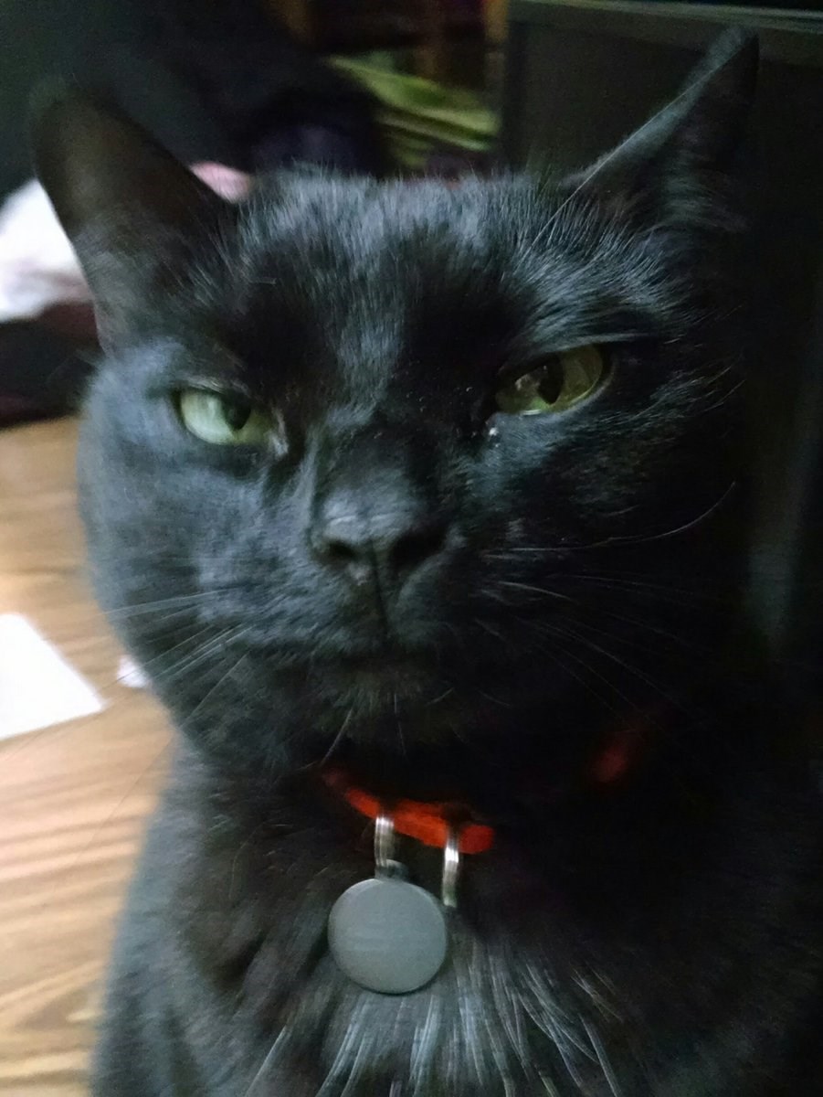 Twitter: Joke Assistance Required. What is a Reason a Cat Would be ...