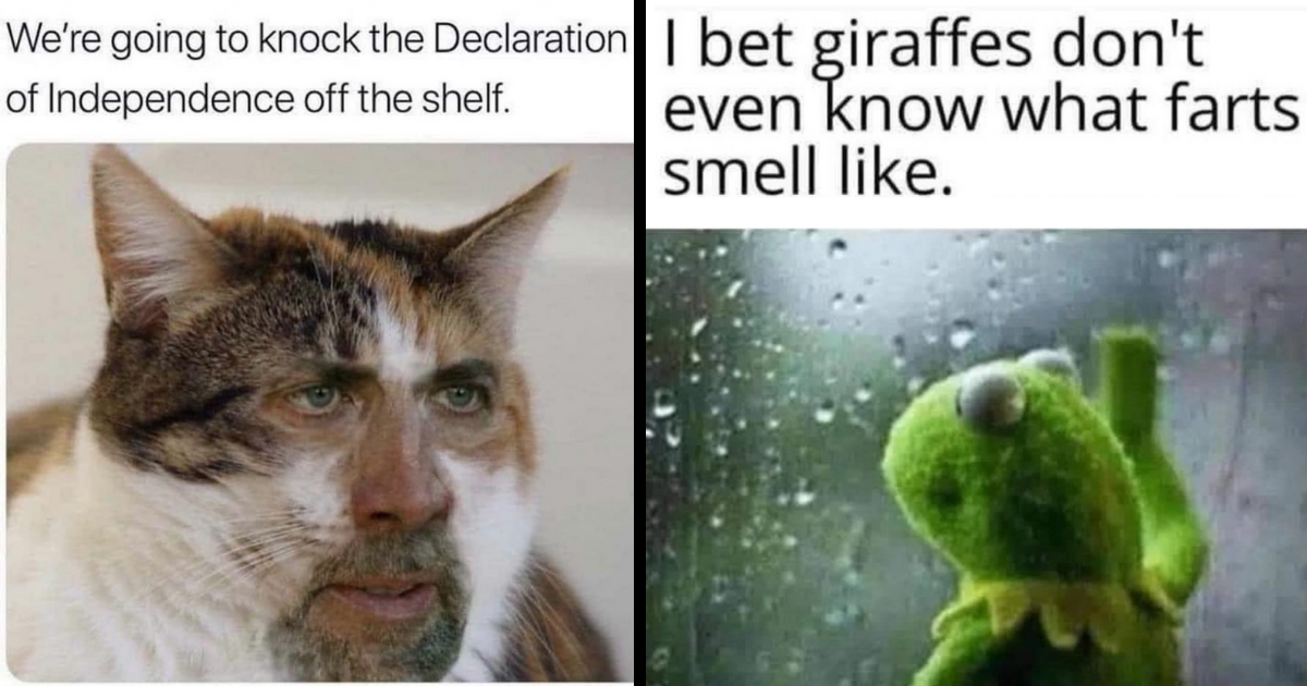 30+ Absolutely Absurd Animal Memes That 100% Pass The Vibe Check This ...