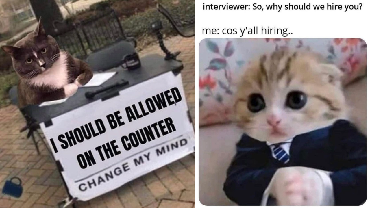 Cat Memes To Give You That Friyay Feline: Wholesome Kitty Memes For The Weekend - I Can Has ...