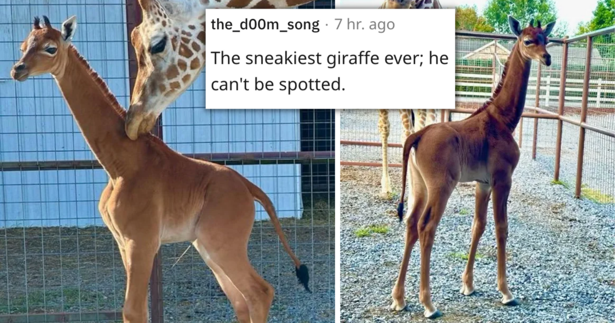 The World's First-Ever Spotless Giraffe Calf Was Born Recently In A ...