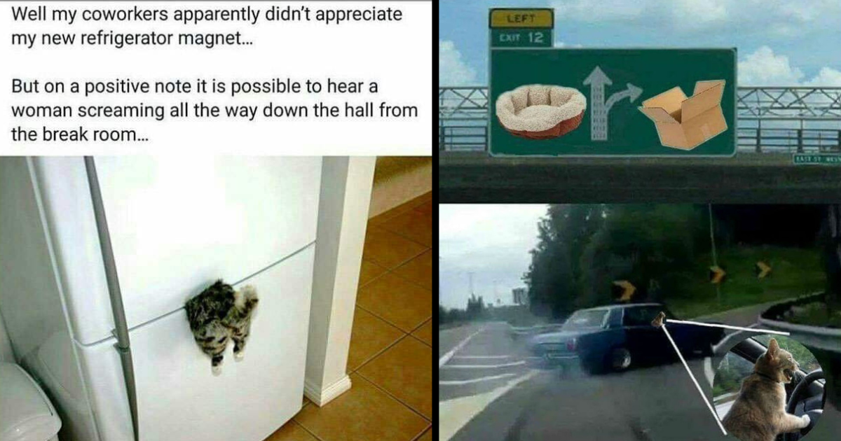 Meow-mentous Memes: A Colossal Chonk Of Feline Funnies In The Form Of ...