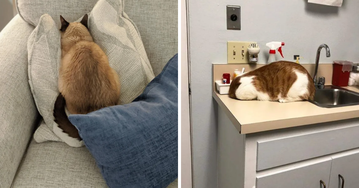 Talk To The Tail: 29 Hilariously 'Over It' Face-Planting Kitties That ...