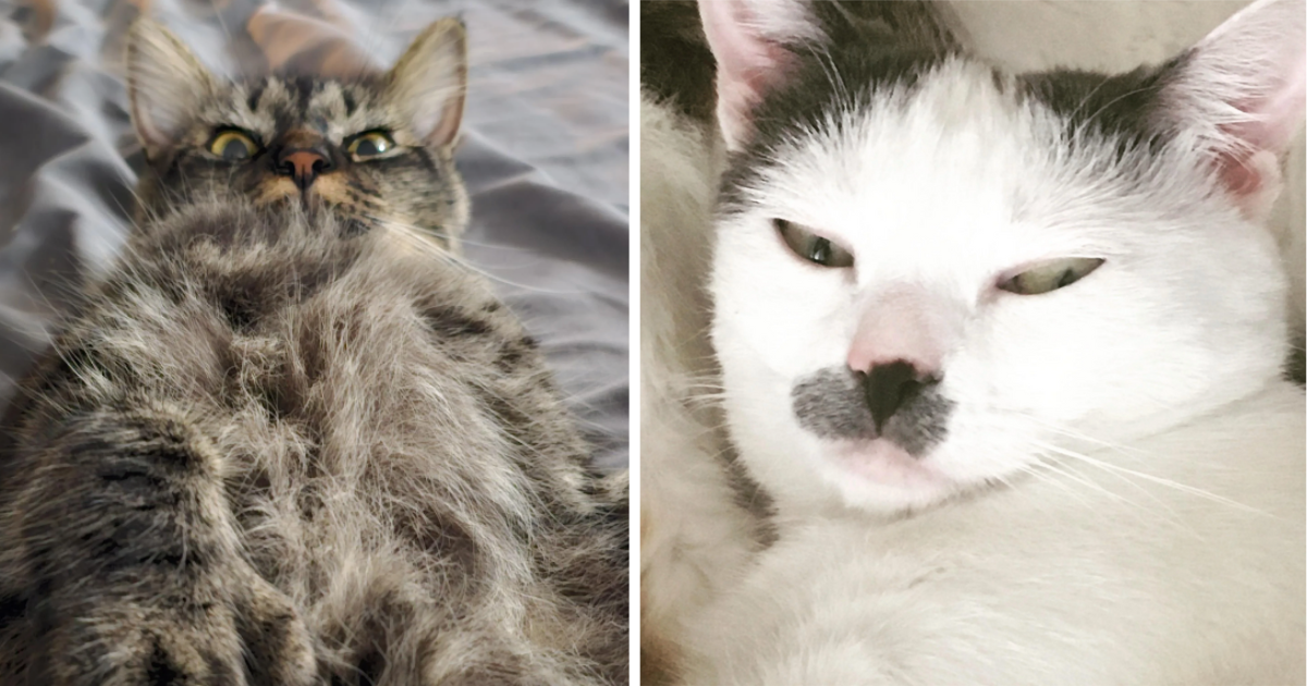 33 Extra Expressive Kitty Cats That Are Purrsonally Offended By Your ...