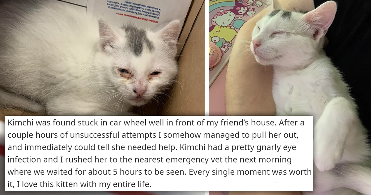 Meet The Newly Adopted Feline Faces Of The Week: 20 Heartwarming Cat ...