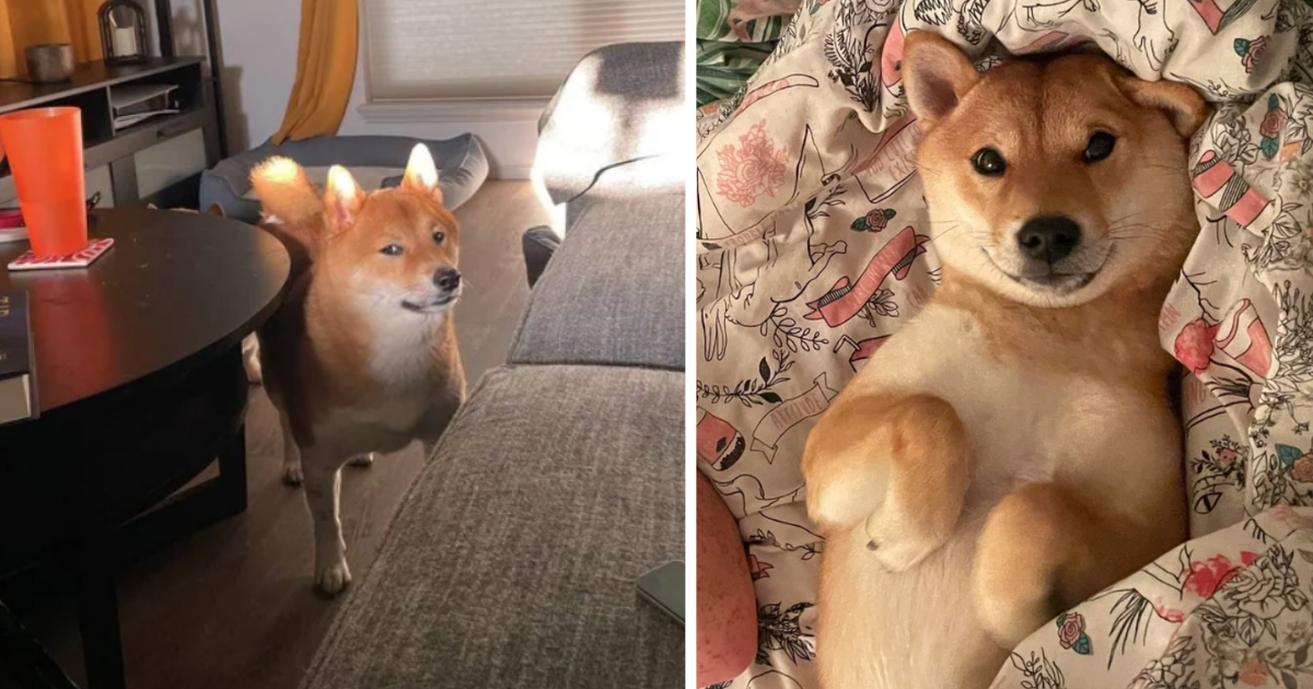 Much Cute, Such Doge, Many Shibas That Do Us A Surprise With Such Sass ...