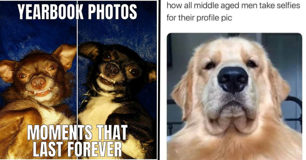 35 Hilarious Dog Memes For Canine Enthusiasts – Estrich Mobil