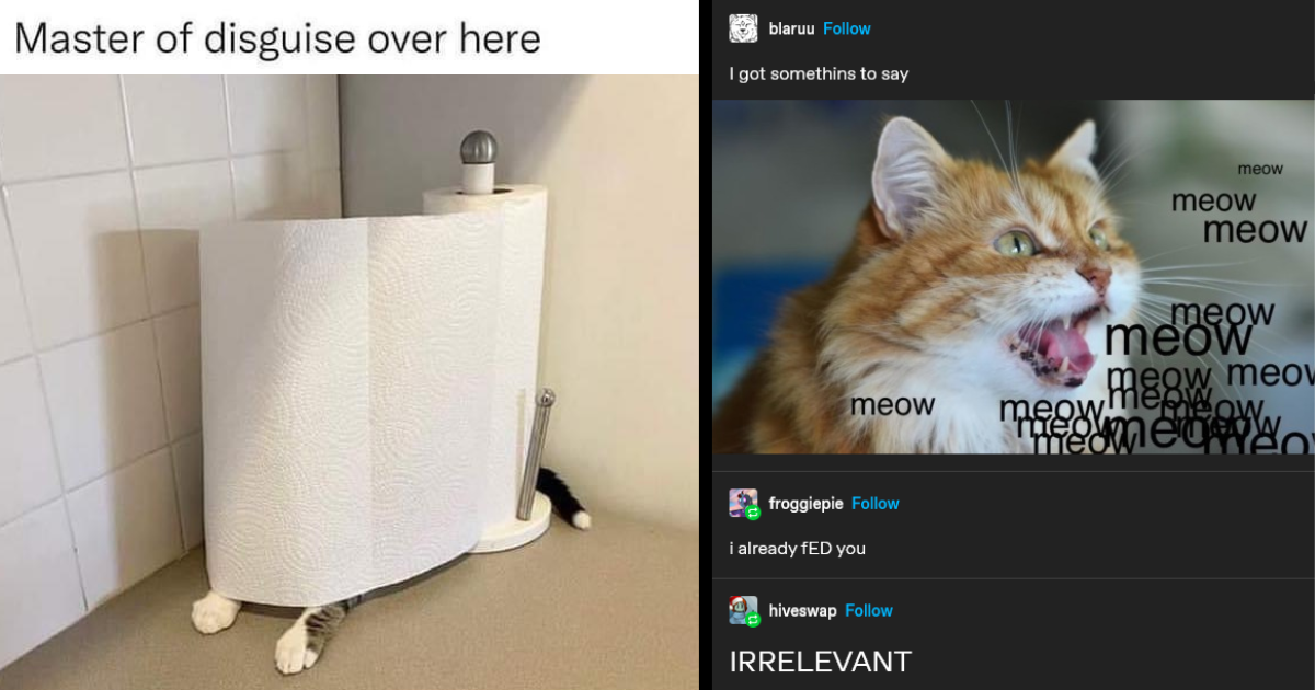 35+ Hilarious Cat Memes To Help You Laugh Through The Pain Of Finishing ...