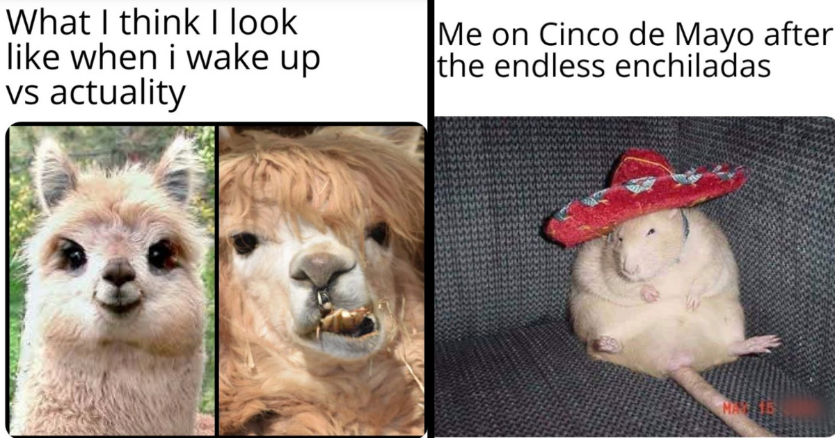 35+ Funniest Animal Memes To Help You Giggle Your Way Into A Fresh Work ...