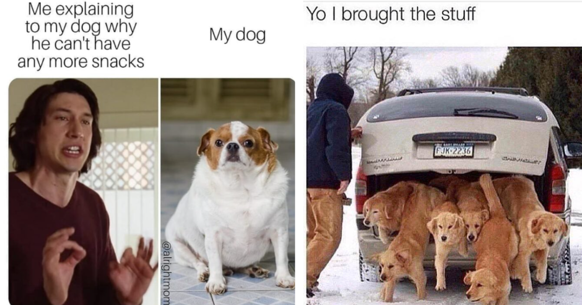 30 Dazzling, Derpy Doggo Memes Filled To The Brim With Comedic Delight ...