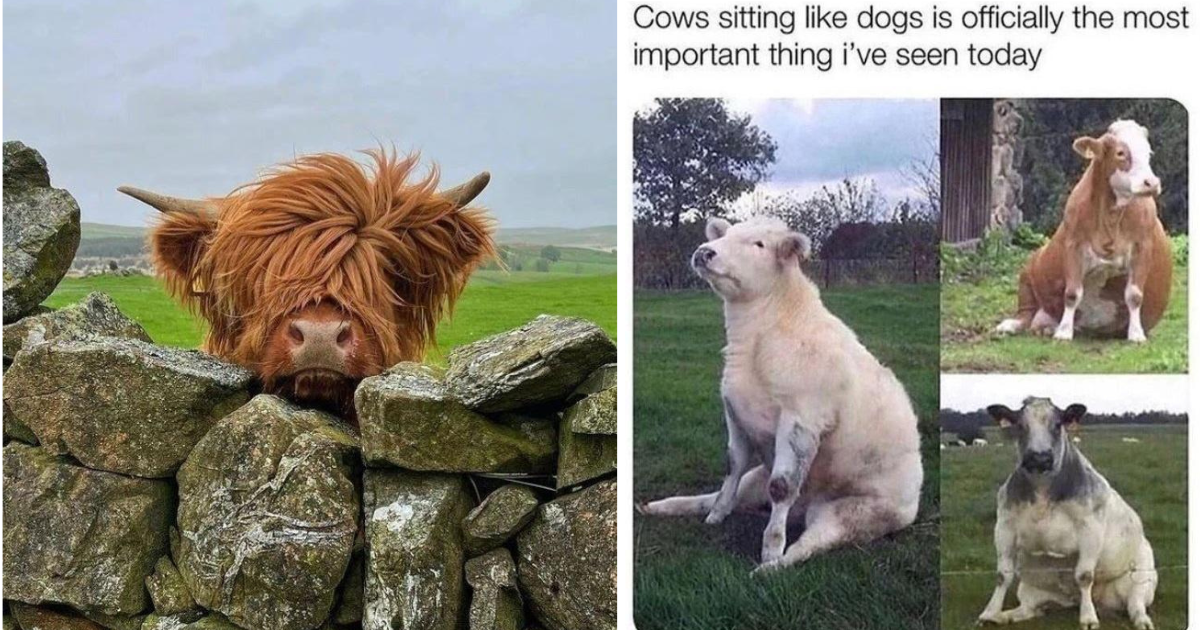25+ Pics And Memes Of Cute, Kooky And Cool Cows For The Perfect Dose Of ...