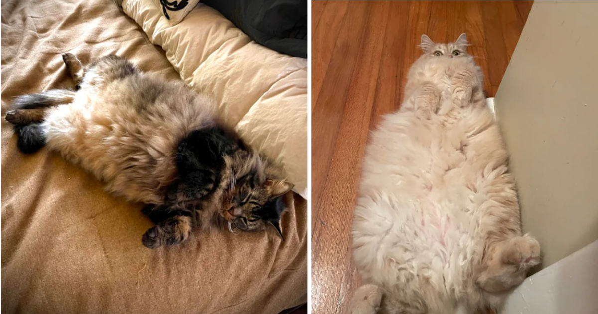 Fabulous Feline Floof Festival: 25 Adorably Floofy Cats Fluffy Enough ...