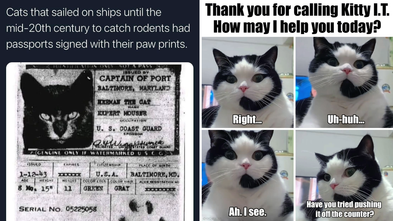 Meet The Purrfessional Felines Coming For Your Job This Week: Spicy ...