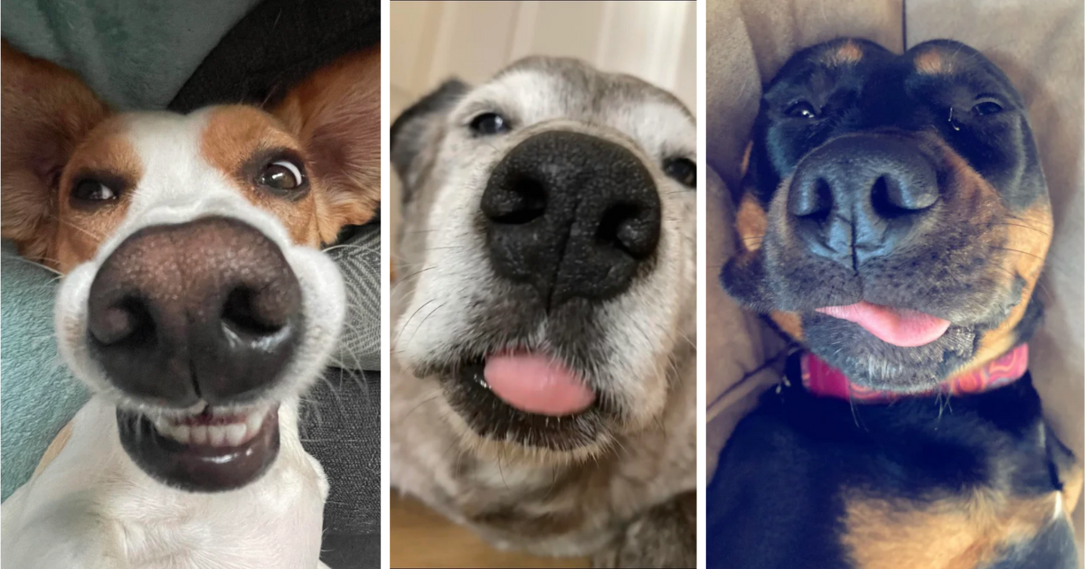 The Boopening: 24 Absolutely Adorable Animal Noses Primed And Ready For ...