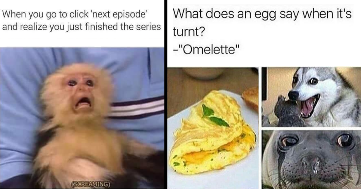 30+ Funniest Animal Memes For A Hefty Haha During The Work Day Instead ...