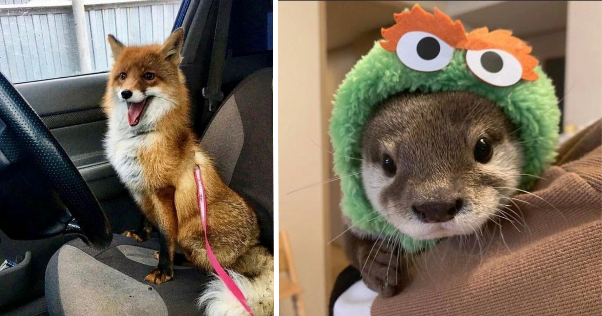 A Blissful Batch Of 40+ Wholesome And Happy Animal Pictures To Surround ...