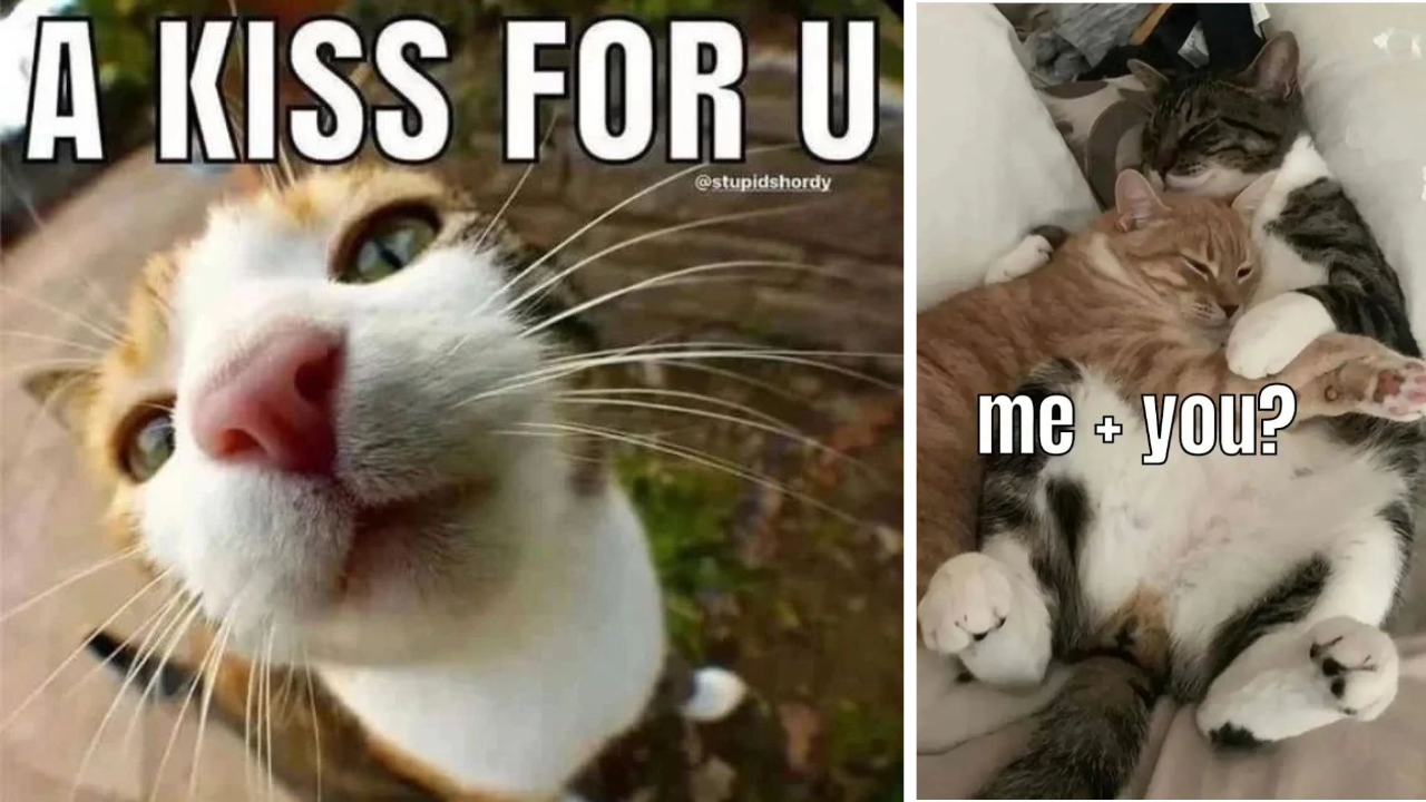 Ro-meow-antic Monday Cat Memes: Fall In Love All Over Again With These ...