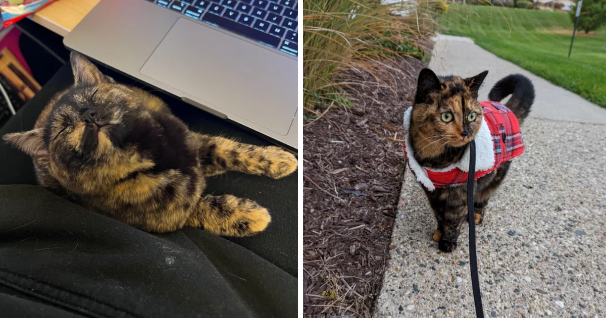 30 Tantalizingly Terrific Torties Just Being Simply The Cutest Cats ...