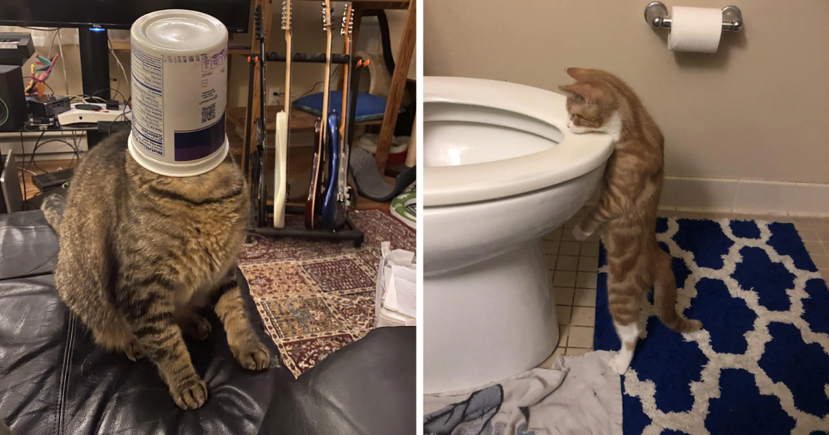 30+ Pics Of Zany And Zesty Kitties Full Of Feisty Feline Purrsonality ...